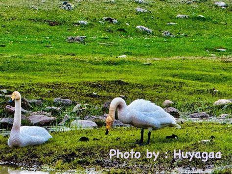 Аялгуут Унтаад өглөө сэрэхэд тань аз жаргал тосож байгээ Сайхан амраарай та нар минь ️🥰 Facebook