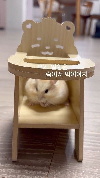 뭔가 이상한 햄스터 의자 피딩 Youtube