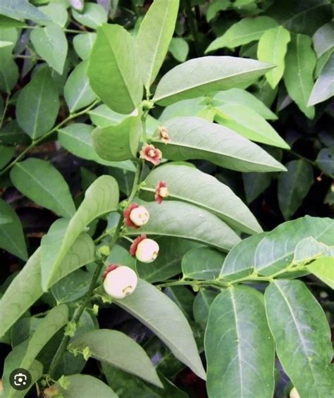 Katuk Plant Live Sauropus Androgynus Sweet Leaf Spinach