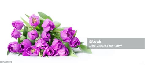 흰색 배경에 격리된 분홍색 튤립 봄 튤립 꽃입니다 부활절 어머니의 날 또는 발렌타인 데이 인사말 카드 튤립의 무리 튤립 꽃잎 생일 축하 개념입니다 텍스트 공간을 복사합니다