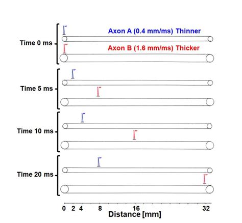 12 Factors Affecting The Speed Of Propagation Of Aps Fiber Diameter