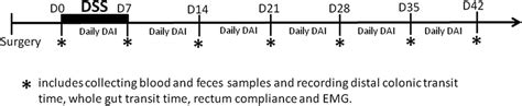 flow chart of the experiment after surgery for electrode implantation