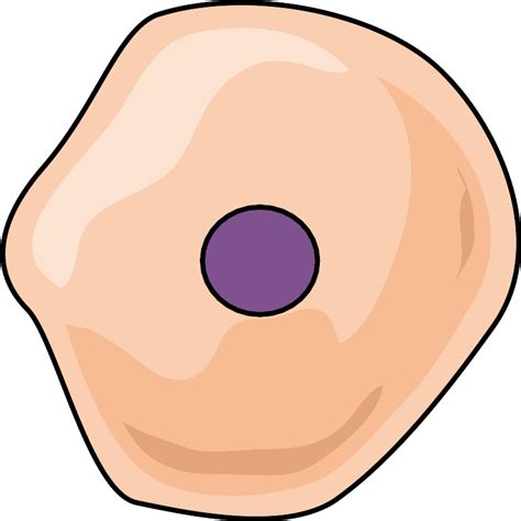 Keratinocyte Cell Figure Science Figures