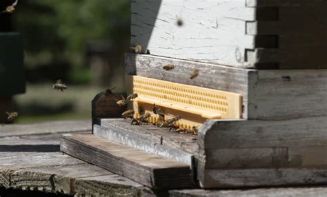Bee Bearding Should You Be Concerned When Your Bees Beard Beekeeping