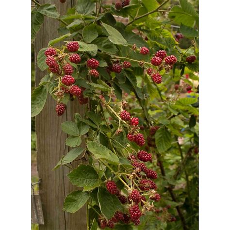 No Flowers Latham Red Raspberry Bulbs In The Plant Bulbs Department At