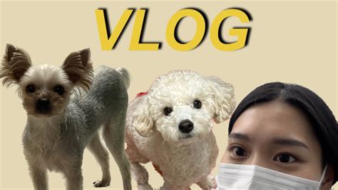 Vlog 일상브이로그직장인브이로그출퇴근일상간단한안주와맥주요양브이로그치킨과떡볶이오리고기와볶음밥강아지만두와찐빵이 Youtube