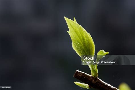비나 이슬 방울이 있는 나무나 관목의 어린 새싹의 매크로 사진 0명에 대한 스톡 사진 및 기타 이미지 0명 개발 건강한 식생활 Istock