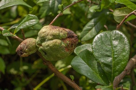 Pear Rust Tips On Identification And Control