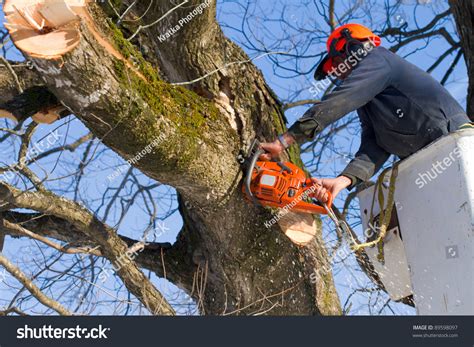 873 Tree Trimming Lift Gambar Foto Stok Vektor Shutterstock