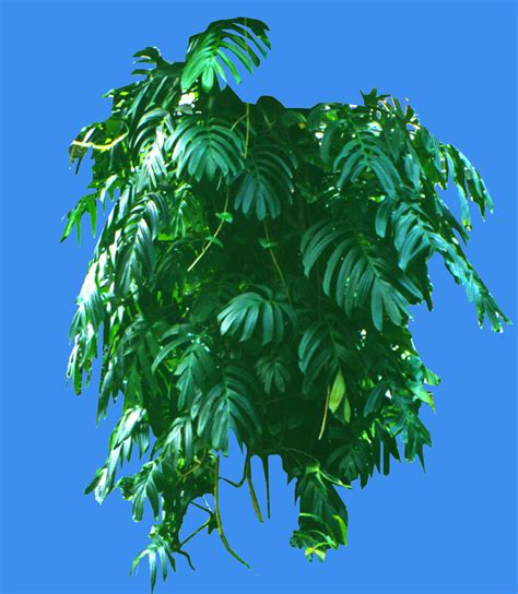 园林藤本植被的分享 土木在线