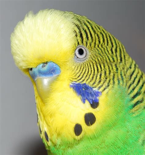 Budgies Are Awesome Budgie Vision 1