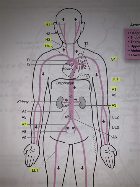 Major Systemic Arteries Diagram Quizlet
