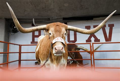 Photos Best Of Texas Longhorns Live Mascot Bevo Xv