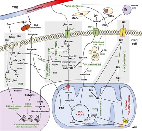 Overview Of Metabolic Reprogramming In Crc Metabolic Processes And