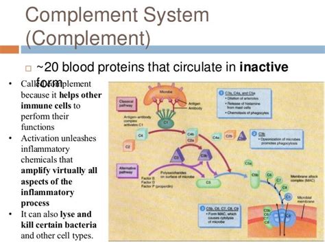 Chapter 21 The Immune System 1