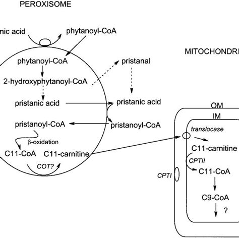 Model Of The Functional And Physical Organization Of Phytanic Acid And Download Scientific