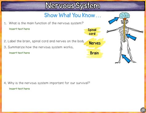 Ppt Group B Nerves Cells Brain And Spinal Cord Nervous System 7th