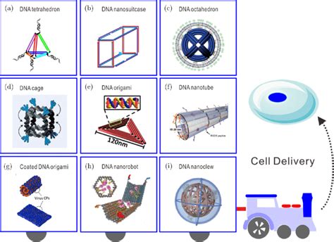 Examples Of Dna Nanostructures Designed For Smart Drug Delivery Download Scientific Diagram