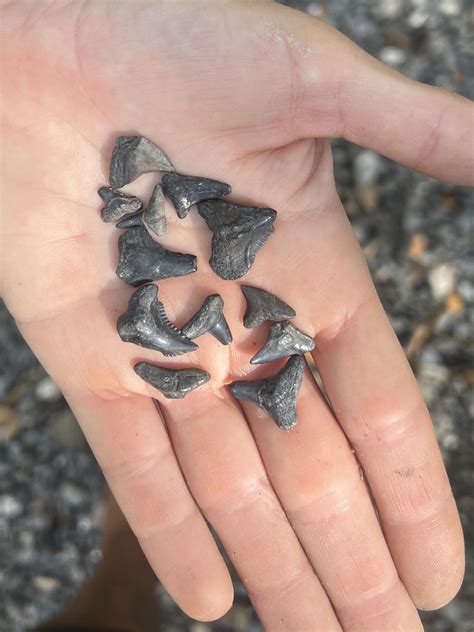 FossilPorn Cool Pictures Of Fossils SFW