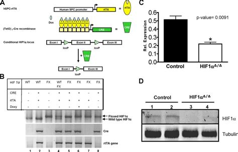 Lung Specific Doxycycline Inducible Deletion Of Hif1 In Triple Download Scientific Diagram