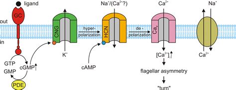 Fertilization Conception Fertilization Delayed Fertilization