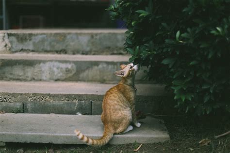 Understanding Cat Behavior What Your Feline Friend Is Really Trying To