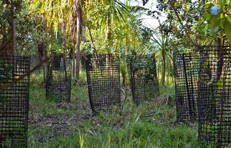 Establishing Trees Canopy