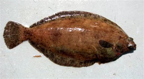 Dover Sole Update Ctle Seafood Inc