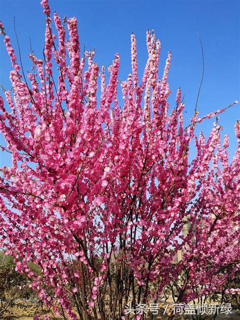春 菏澤新天地公園裏的榆葉梅 每日頭條