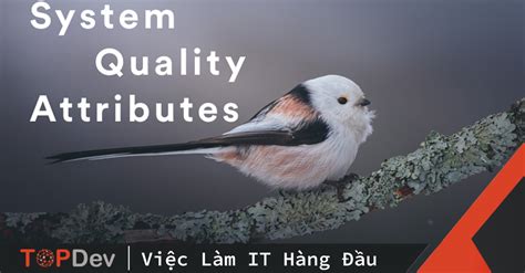 Kiến Thức Cần Có Về System Quality Attributes Topdev