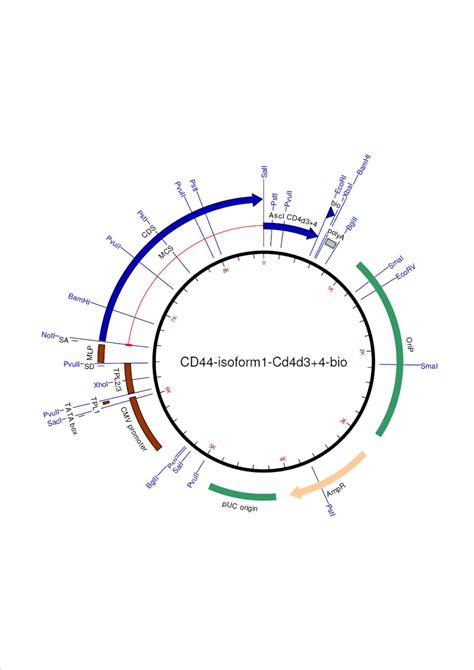Addgene Cd44 Isoform1 Cd4d34 Bio