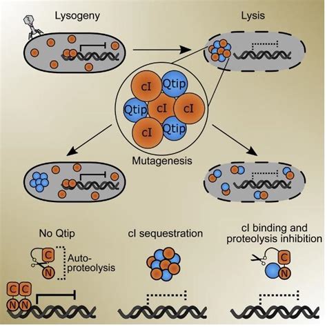The Vqma Quorum Sensing System And Phage Eavesdropping On Bacterial