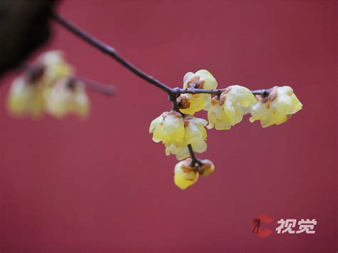 C视觉丨pong香！成都第一波蜡梅花开啦！四川在线