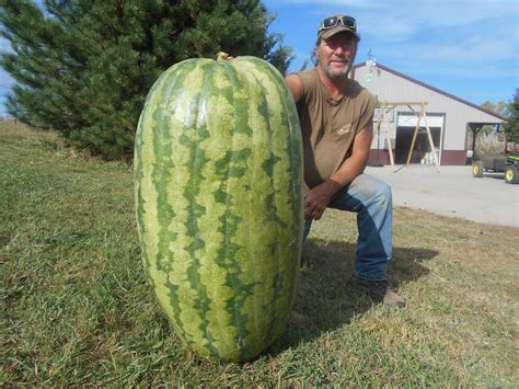 World Biggest Watermelon