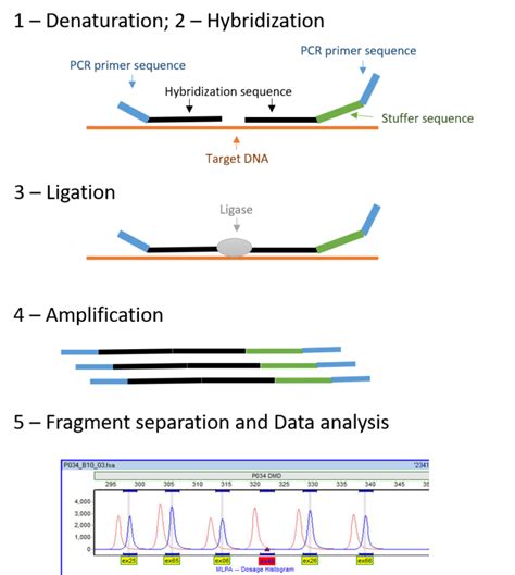 Multiplex Ligation Dependent Probe Amplification Mlpa