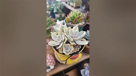 착한마녀의 다육이야기 다육농원 다육식물 다육이분갈이 반려식물 다육이종류 다육이금 다육이선물 집들이선물 다육이키핑장