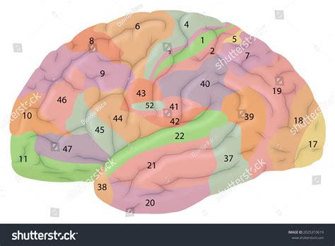 Primary Olfactory Cortex Brodmann Area