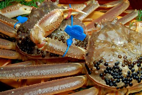 夕日ヶ浦周辺の蟹漁港について カニ料理 みのり旅館