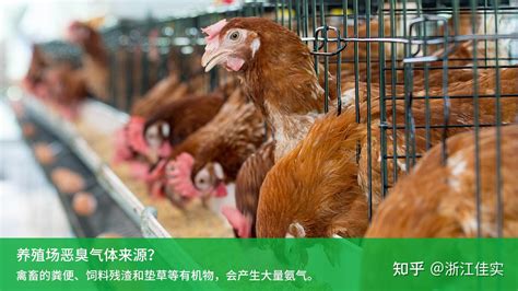 畜禽养殖场夏季如何科学有效除臭？ 知乎