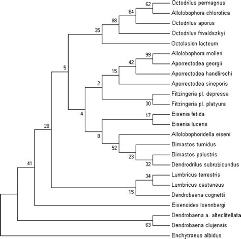 Maximum Parsimony Bootstrap Tree Based On 16sr Dna Analysis Download