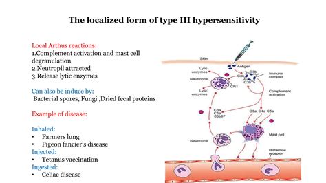 Hypersensitivity Type 3 Hypersensitivity Pptx