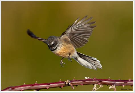 Birds Show Birds Page 322 Cameraderie Photography Forum