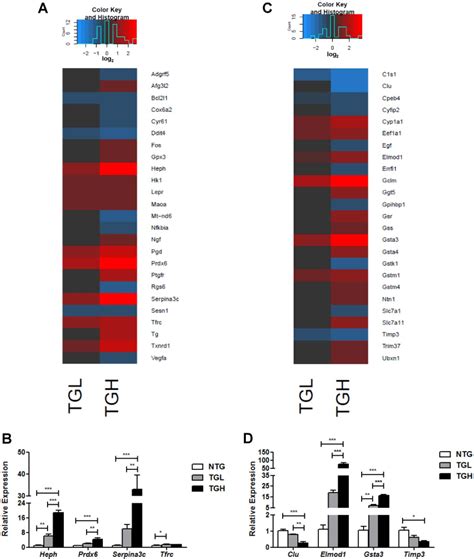 Figure 3 From Identification Of Transcriptome Signature For Myocardial Reductive Stress
