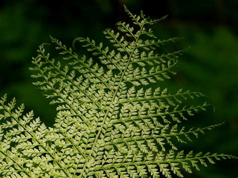 リョウメンシダ ZATTAな植物図鑑