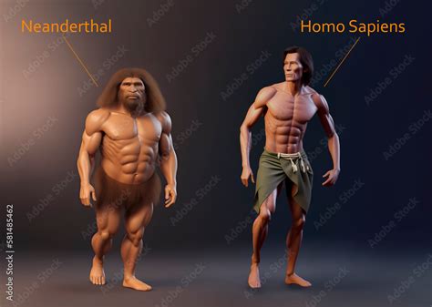 Homo Neanderthalensis Vs Homo Sapiens