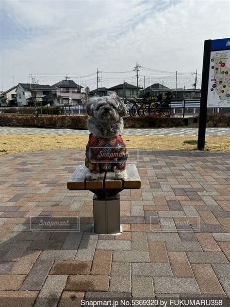 公園でお散歩の写真画像素材 Snapmartスナップマート