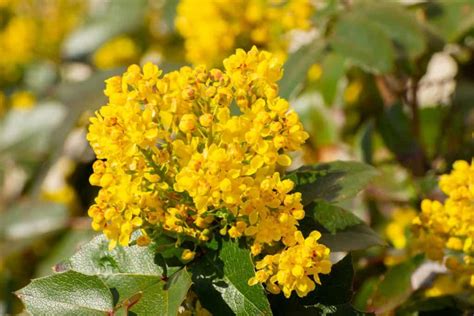 15 Shrubs For Wet Clay Soil That Will Look Great In Your Garden GardenTabs Com
