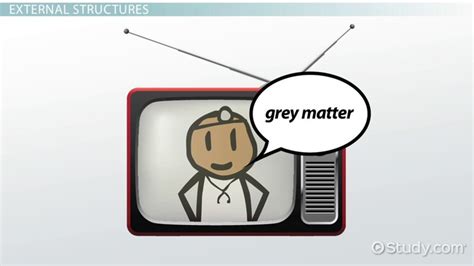 Forebrain Function Structures Lesson Study Com