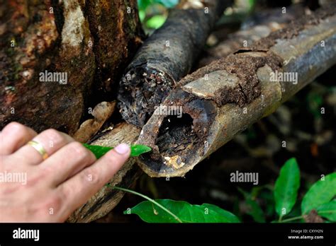 Hand Pointing Towards Ants In Rotting Bamboo Amazon Rainforest Belem