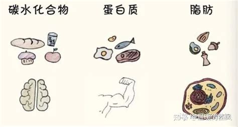 6 17岁学龄儿童｜均衡膳食建议（宏量营养素篇） 知乎